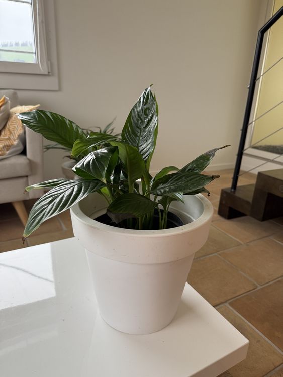 Einblatt/Peace lily (Neu (gemäss Beschreibung)) in Unterägeri für CHF 7 ...