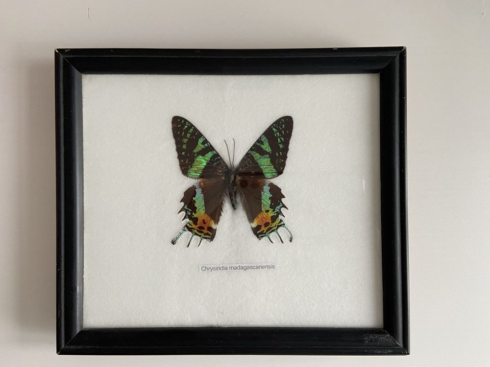 Schmetterling | Kaufen auf Ricardo