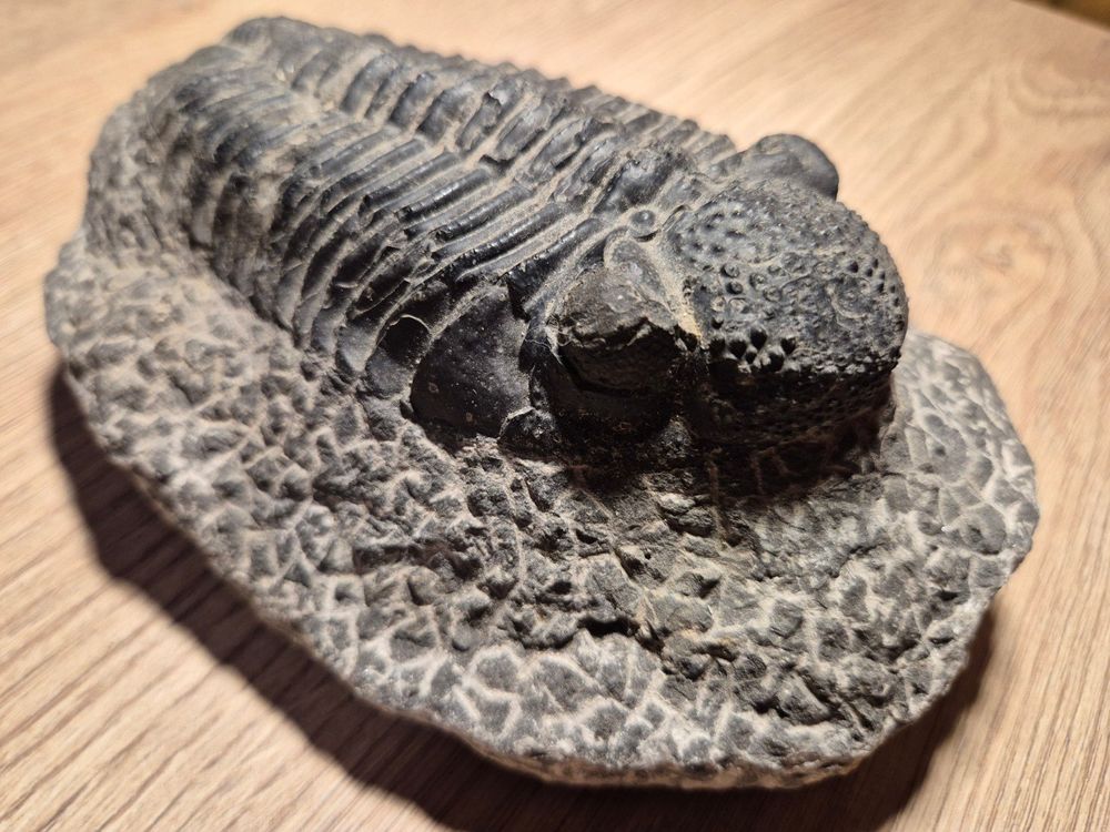 Trilobite fossile sur gangue – pièce naturelle (D'occasion) à Sugnens ...