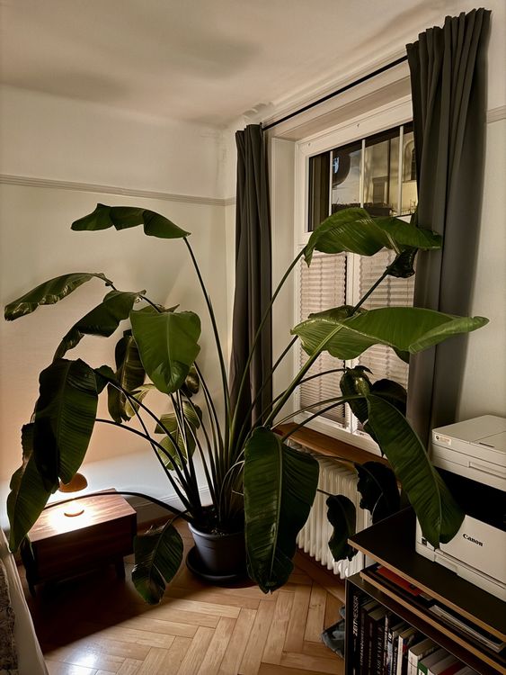 Grosse Paradiesvogelblume / Strelitzie (Gebraucht) in Weesen für CHF 120 – nur Abholung auf ...