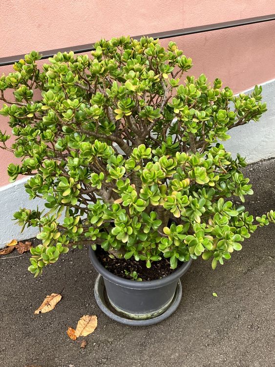 grosser Geldbaum (Gebraucht) in Männedorf für CHF 50 – nur Abholung auf ...