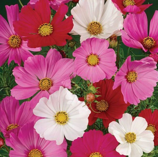 Ab 1.- fr 10 COSMEA SAMEN Cosmea GRAINES cosmea SEMI SEEDS (Neu und ...