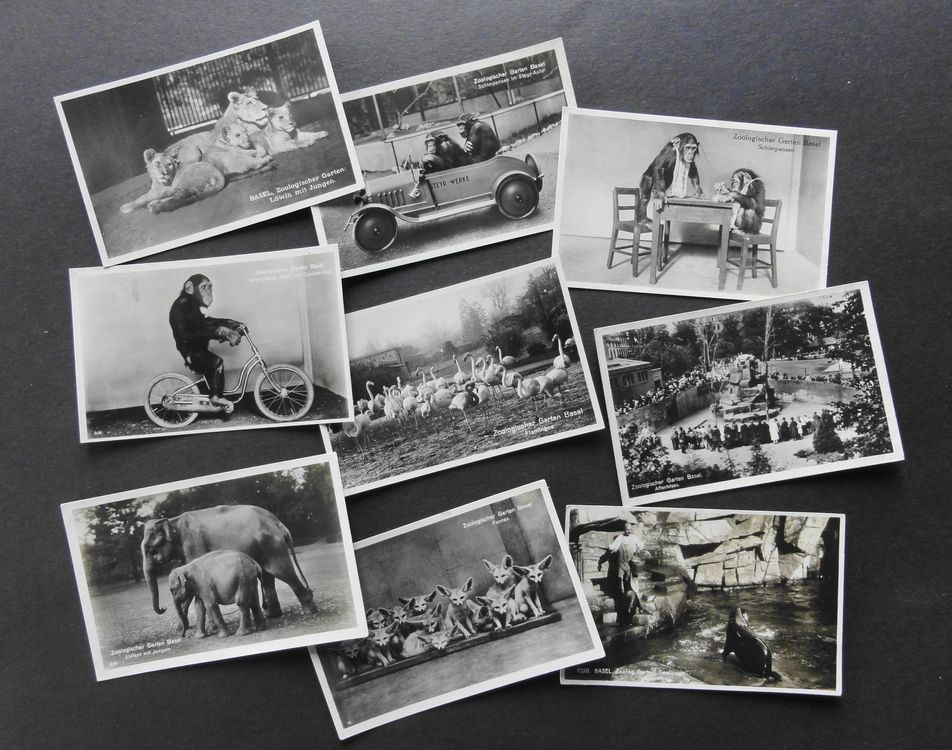 BASEL - ZOO, Zolli, Zoologischer Garten, zus. 9 alte AK | Kaufen auf Ricardo