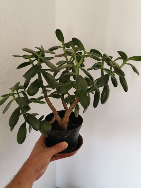 Geldbaum crassuala pfennigbaum (Gebraucht) in zollikofen für CHF 16 ...