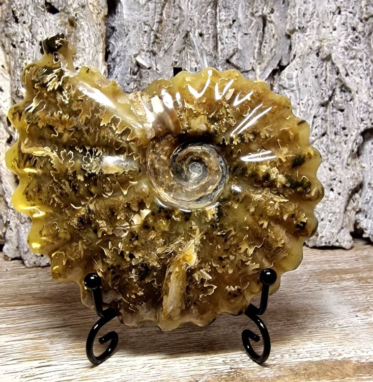 Ammonit 431g (Neu (gemäss Beschreibung)) in Matzingen für CHF 50 – mit Lieferung auf Ricardo kaufen