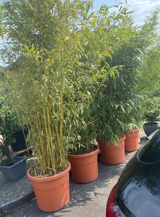 Bambus Garten Pflanzen Blumen Topf Blumentopf pflanzentopf (Gebraucht ...