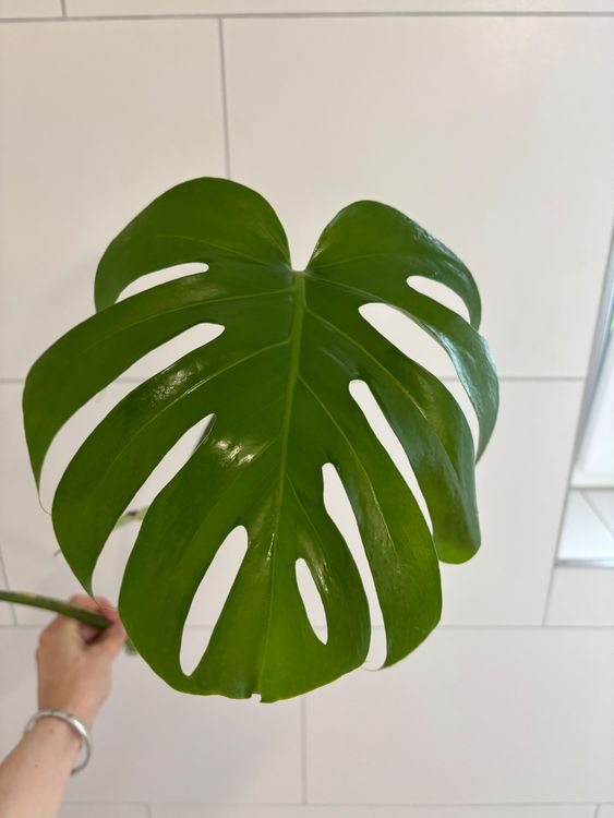 Monstera Deliciosa (small form) Cutting 2 (Gebraucht) in Schlieren für ...