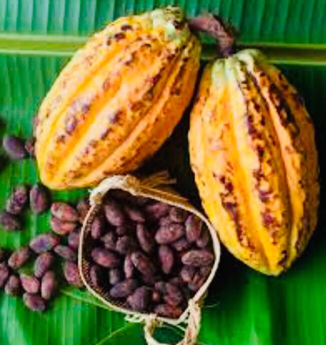 10 SAMEN GRAINES SEMI SEEDS СЕМЕНА Kakaobaum 🌳 Cacaoyer 🌳‪ (Neuf avec ...