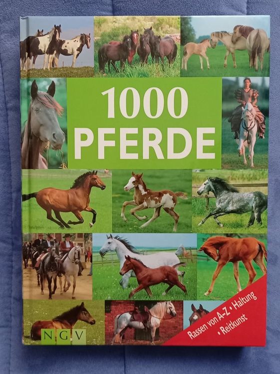 Pferde Gnstig Kaufen Bis 1000 Euro