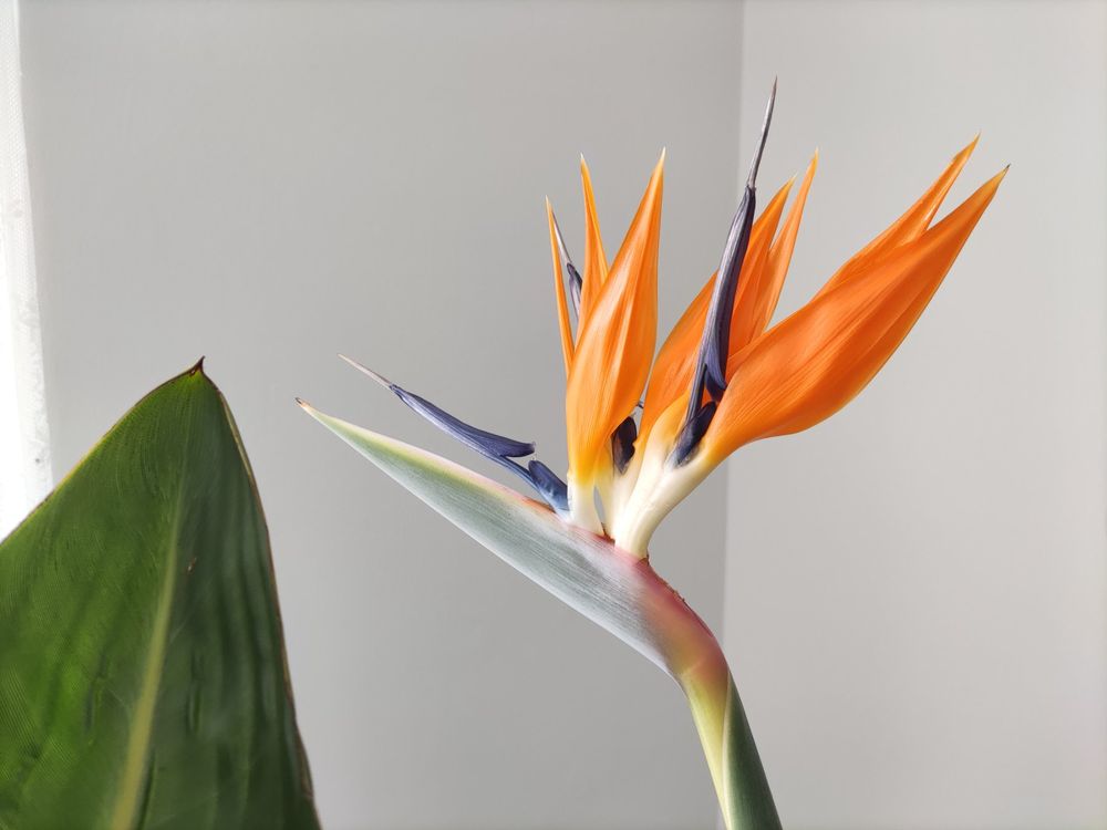 Strelitzie blühend | Kaufen auf Ricardo