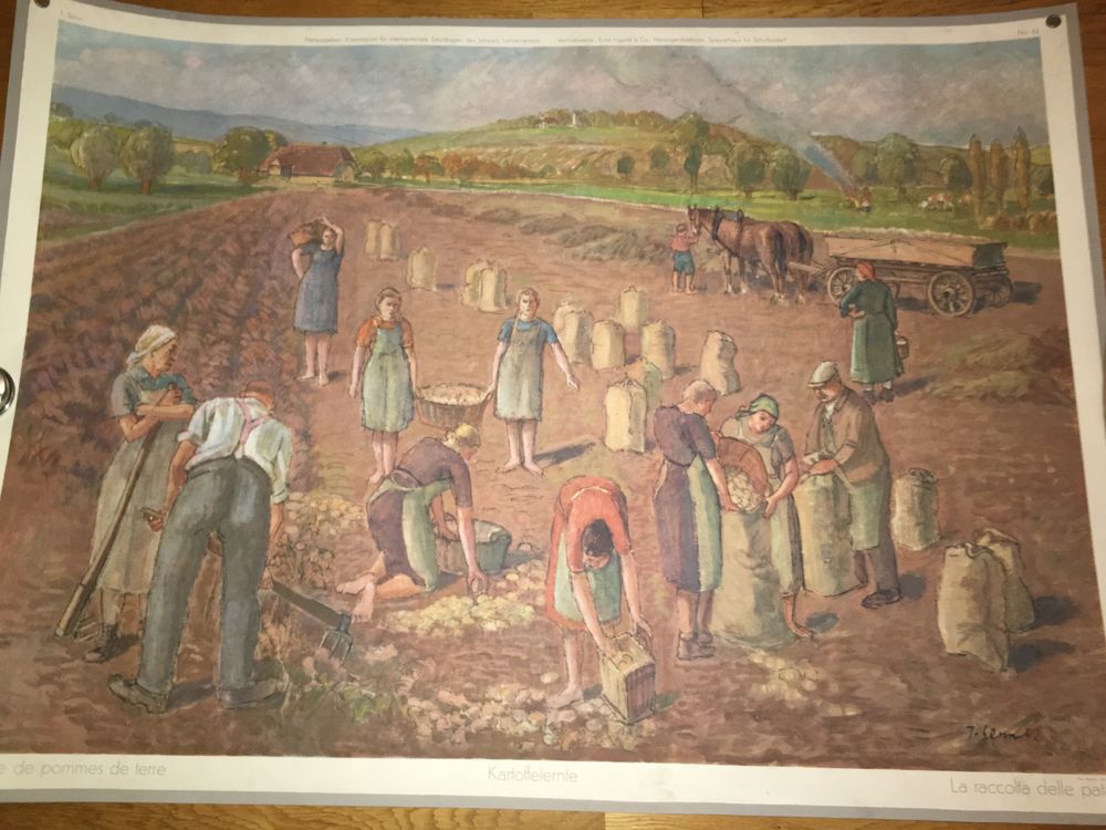 Schulwandbild die Kartoffelernte No. 42 | Kaufen auf Ricardo Schulwandbild die Kartoffelernte No. 42 | Kaufen auf Ricardo