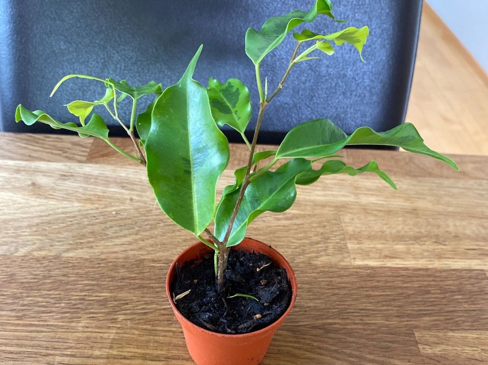 Ficus Golden Monique (Neu (gemäss Beschreibung)) in Malans GR für CHF 5 ...