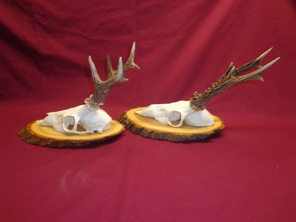 Reh, Geweihe, Trophäe, Horn, Dekoration, Jagd, Gold, Silber (Neu ...