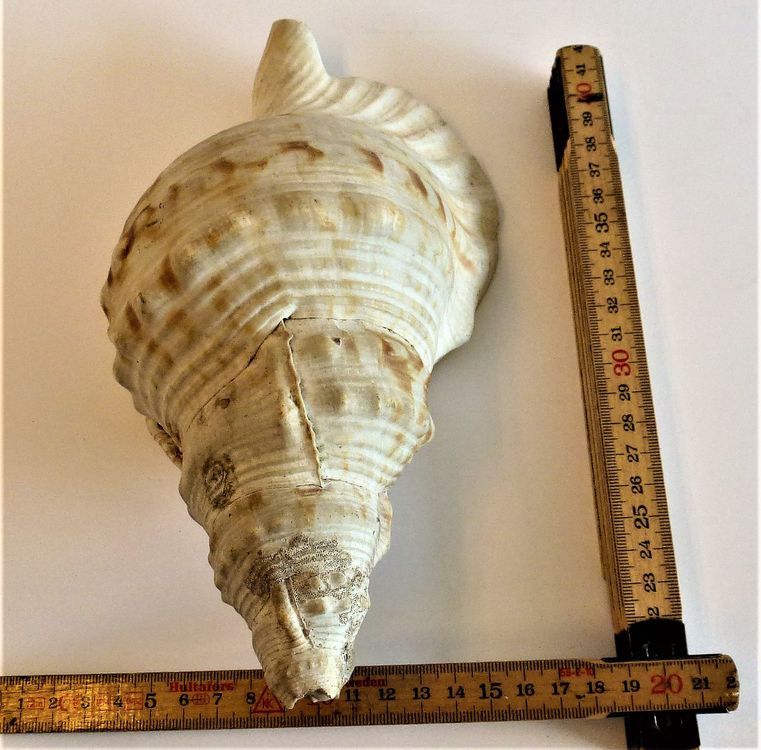 Muschel Weiss Gross | Acheter sur Ricardo