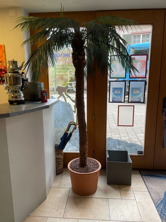künstliche Palme als Deko | Kaufen auf Ricardo