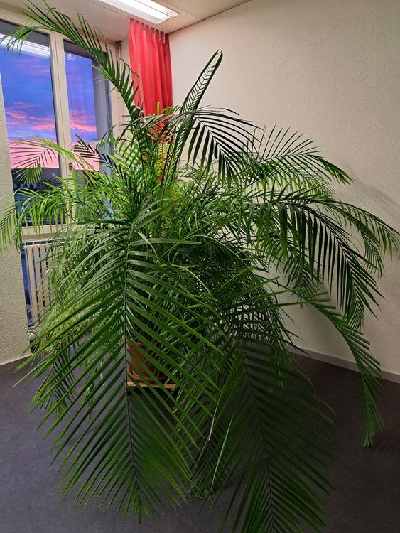 Palme | Kaufen auf Ricardo