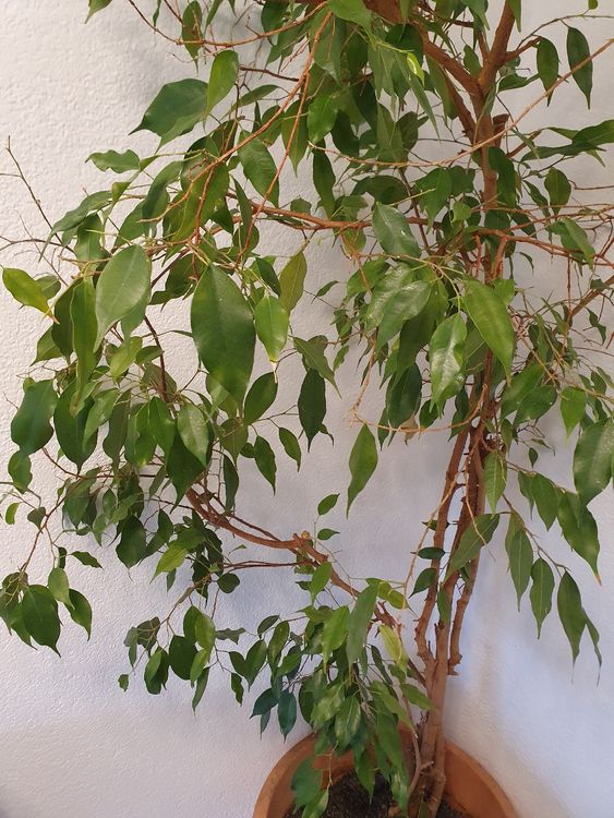 Ficus benjamini | Kaufen auf Ricardo