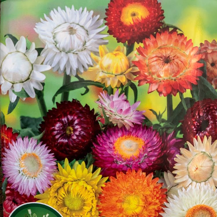 STROHBLUME / TROCKENBLUME/ Helichrysum bractaetum Samen | Kaufen auf ...