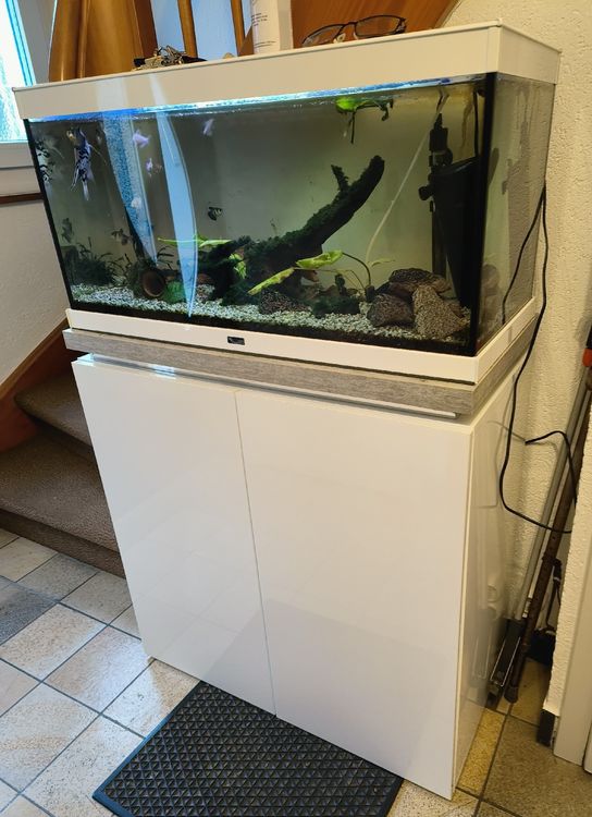 Aquarium komplett wie auf den fotos (Gebraucht) in Muttenz für CHF 51 – nur Abholung auf Ricardo ...