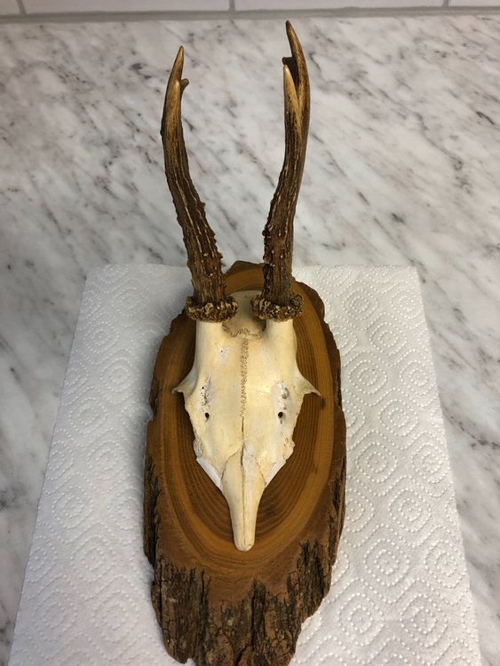 Reh Geweih auf Holzbrett mit Zähnen (Gebraucht) in Seuzach für CHF 1 ...