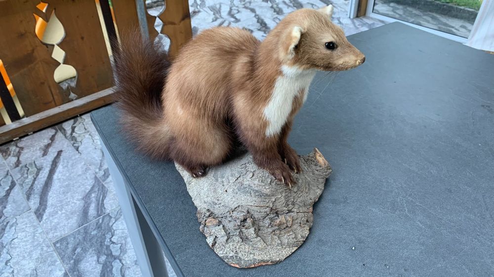 Tierpräparat Marder / Steinmarder (Gebraucht) in Frutigen für CHF 54 – mit Lieferung auf Ricardo ...