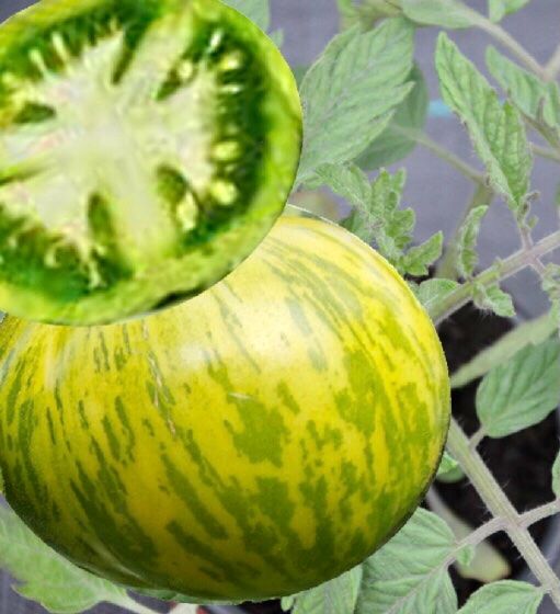 MAb 1.- fr !!! SAMEN TOMAT “GREEN ZEBRA” GRAINES SEMI SEEDS | Kaufen ...