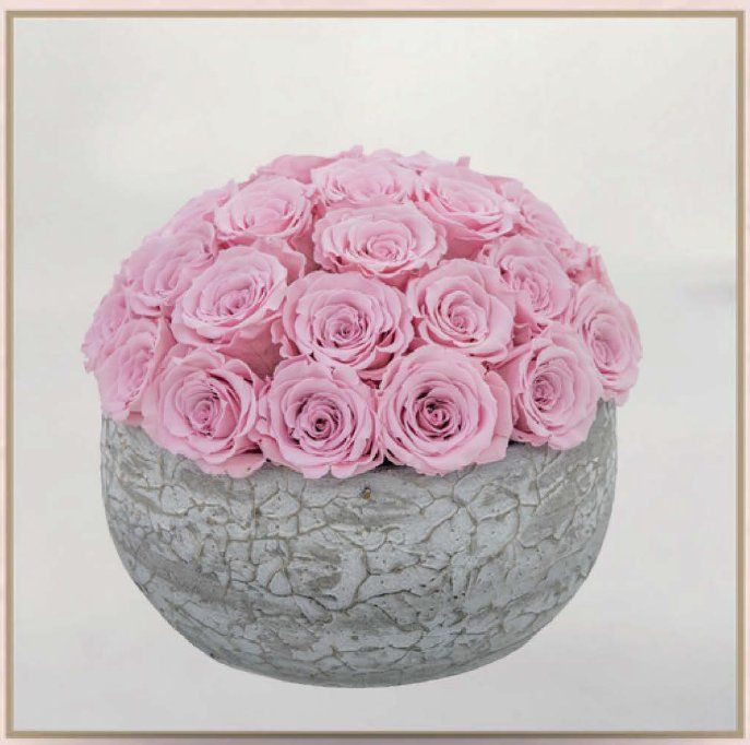 Real roses Preserved (Neu und originalverpackt) in Zürich für CHF 270 ...