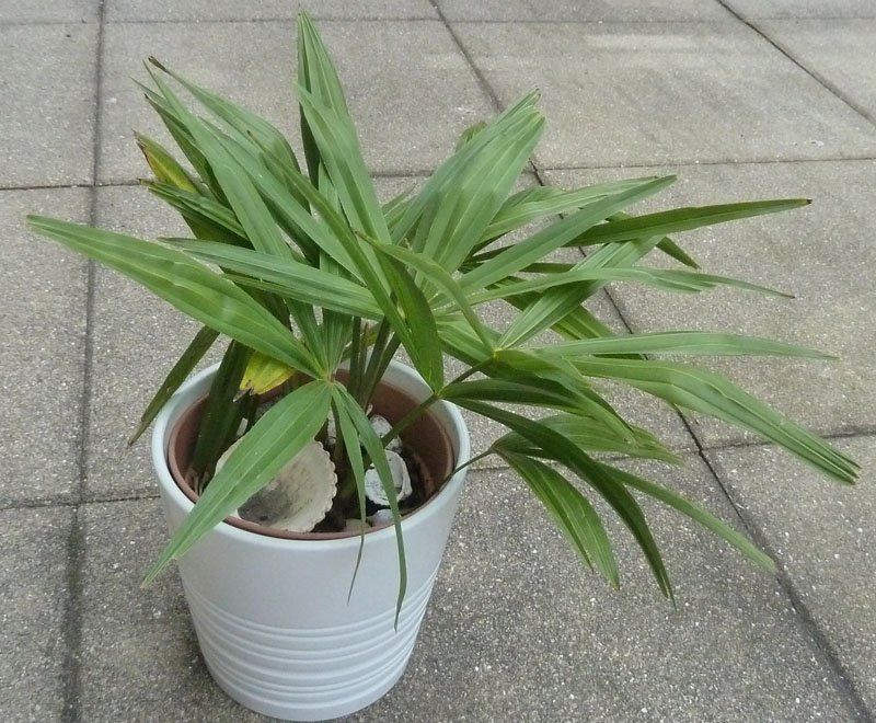Tessiner Palme inkl. ähnlichem Tontopf | Kaufen auf Ricardo