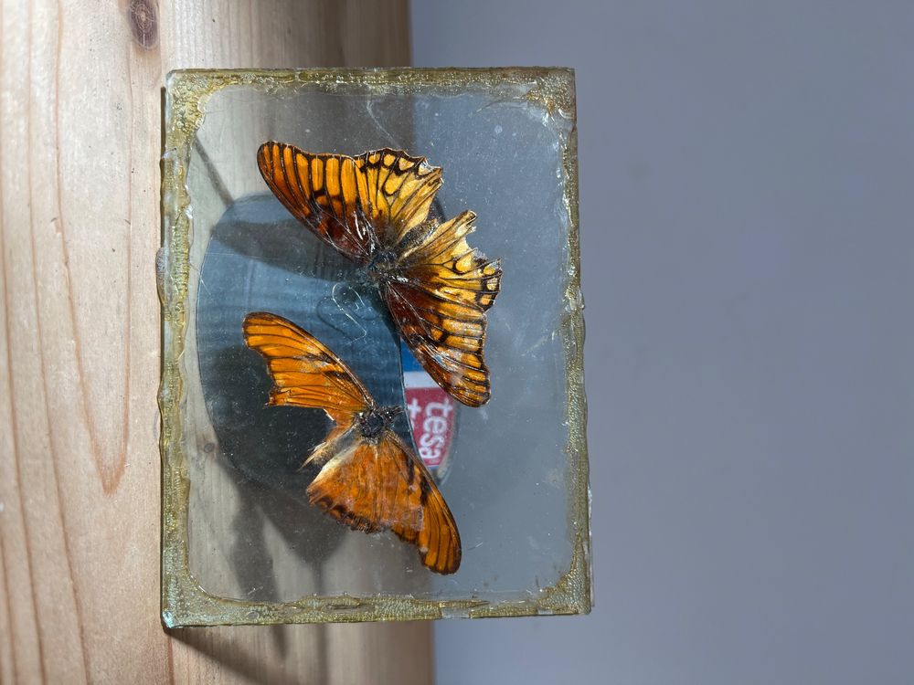 Schmetterlinge | Kaufen auf Ricardo