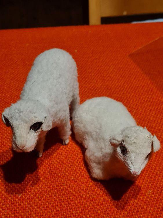 2 süsse Schafe für Krippe etc. | Kaufen auf Ricardo