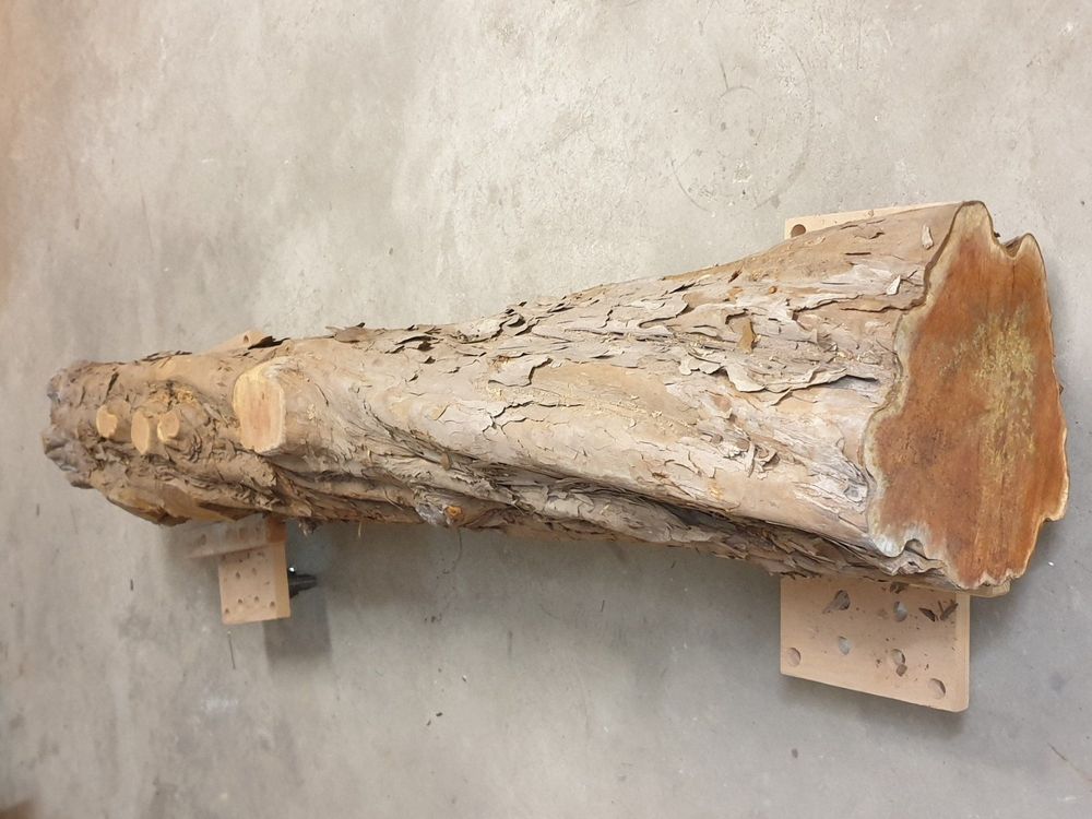 Eibenstamm, Eibe, Eibenholz (Gebraucht) in Basel für CHF 250 – nur ...