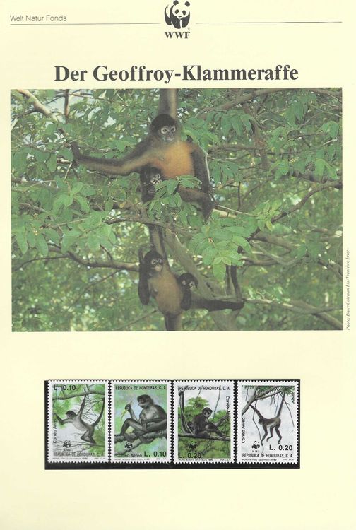 WWF Der Geoffroy - Klammeraffe | Kaufen auf Ricardo