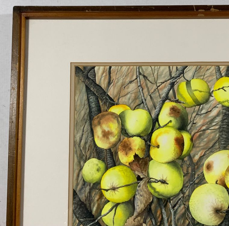 Sandor Attila Tandory (1941) Stilleben Apfelbaum Aquarell (Gebraucht) in Root für CHF 55 – mit ...