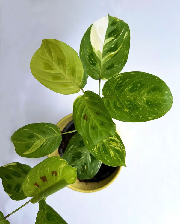 Maranta leuconeura kerchoveana variegata***** | Kaufen auf Ricardo