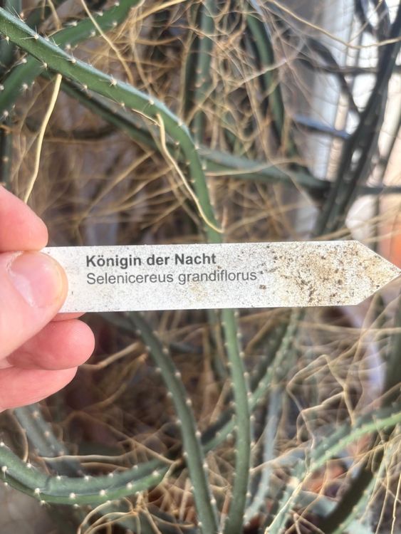 Konigin Der Nacht Kaufen Obi