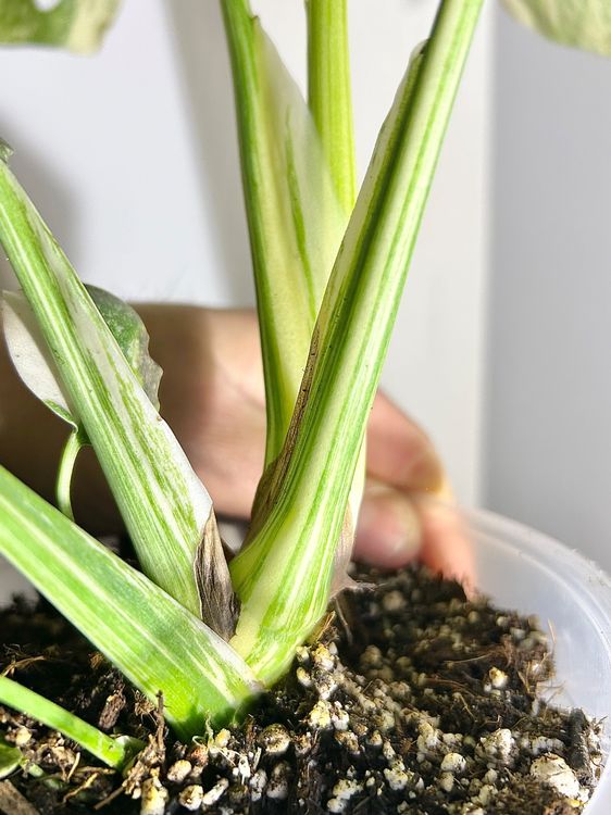 💚SUPER MUTATION! MONSTERA THAI CONSTELLATION VERY HIGH!😍 (Gebraucht) in ...