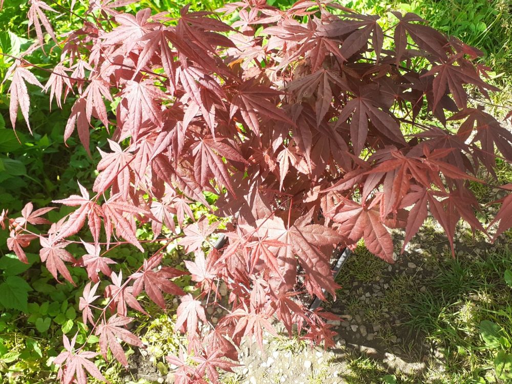 Ahorn Baum Kaufen