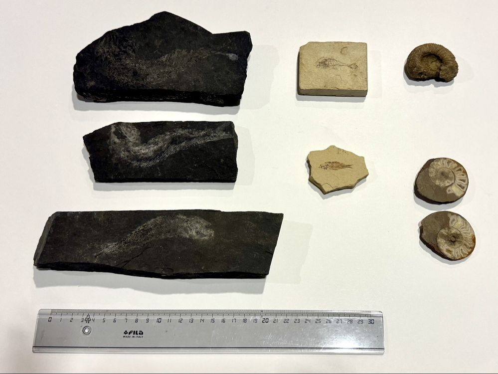 Fossilien: Versteinerte Fische und Ammoniten (Gebraucht) in Maur für ...