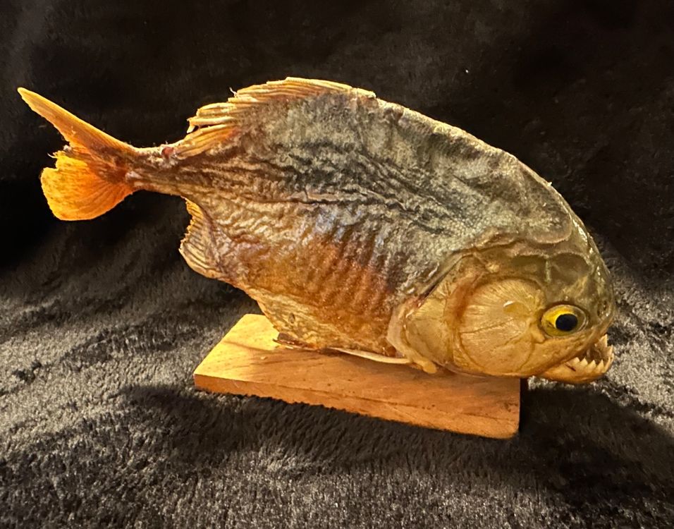 Ausgestopfte Pirahna Fisch (Gebraucht) in Hochdorf für CHF 15 – mit ...