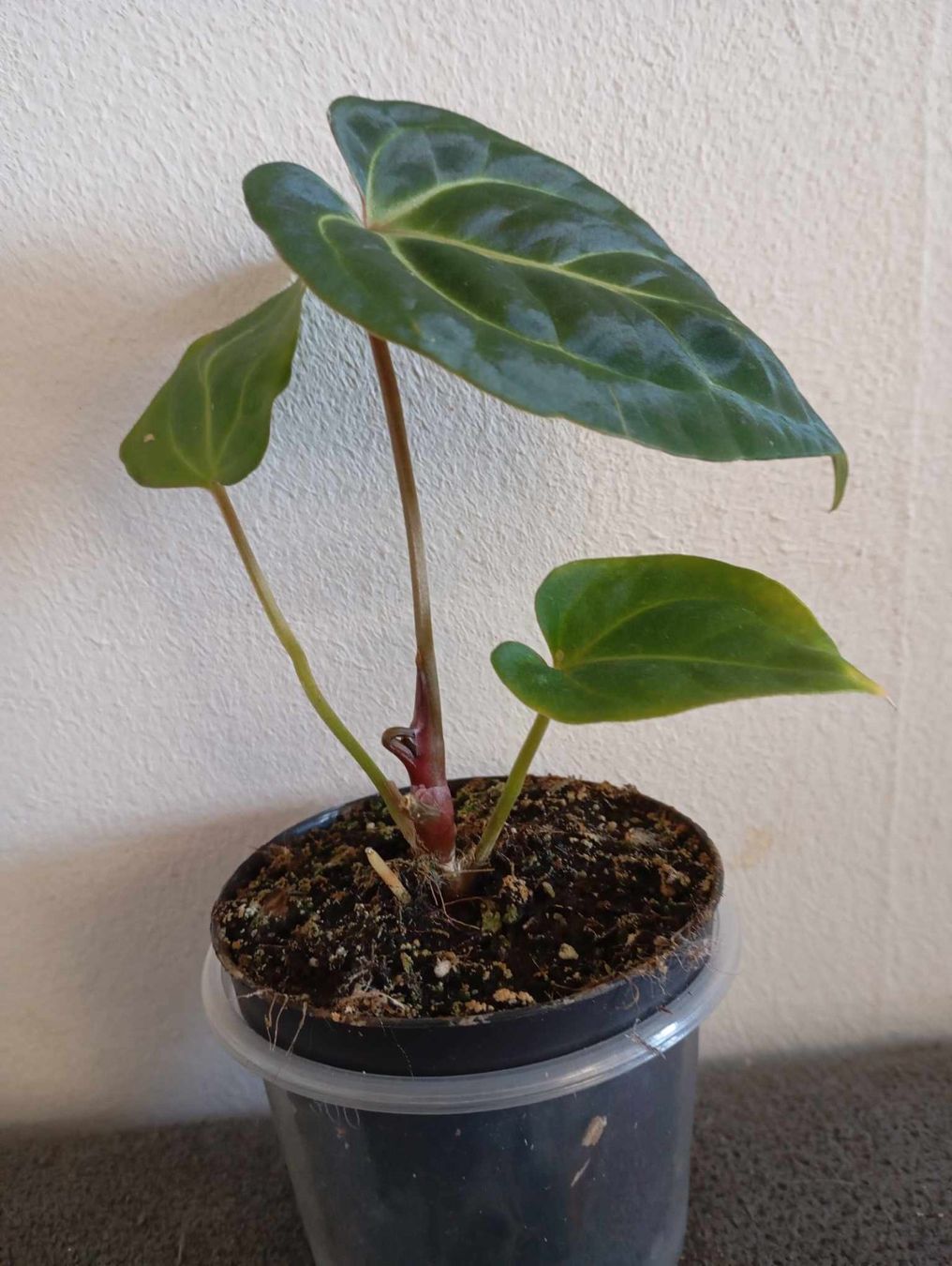 Anthurium (Doc Block 'Zara' x 'Michelle') x Besseae aff. (Neu und ...