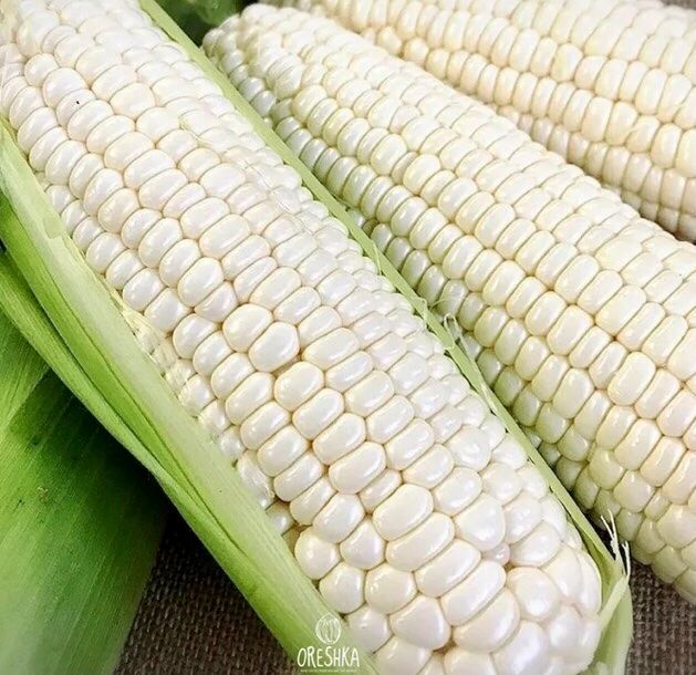 15 SAMEN GRAINES SEMI Mais WEISS « WHITE WONDER » (Neu und ...