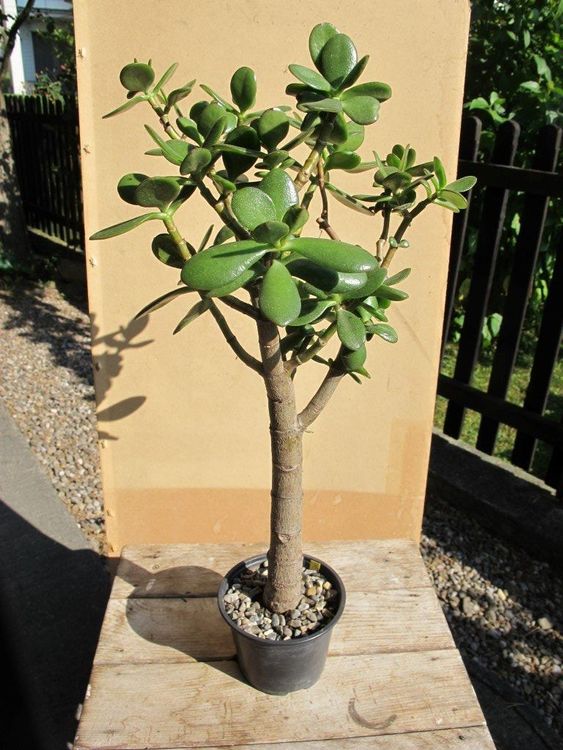 Crassula ovata (Geldbaum) (Gebraucht) in Emmenbrücke für CHF 18 – nur ...