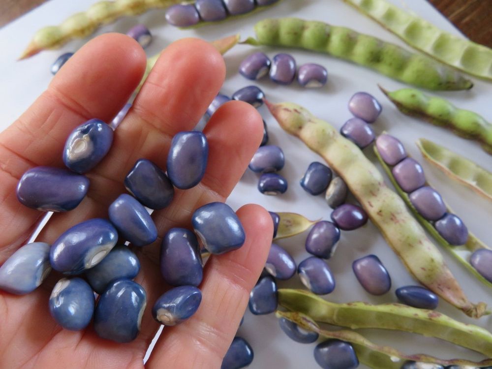 Haricot grimpant 'Nonna Agnes blue' 5g (très rare) (Neuf (Voir ...