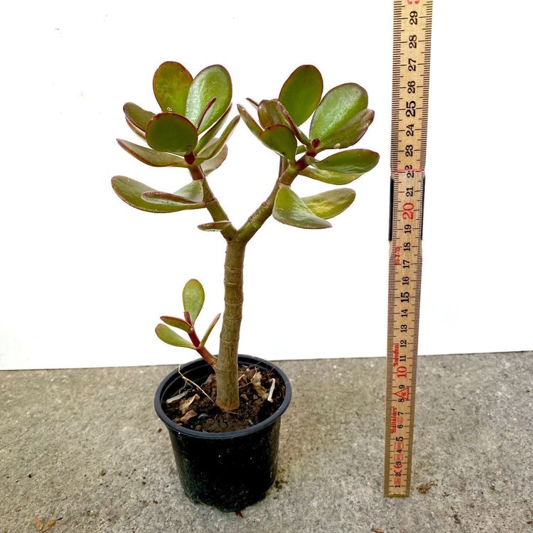 Crassula Ovata (Geldbaum) 3-4j Stämmchen (Neu und originalverpackt) in ...