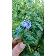 Plante au goût de Camembert RARE (Neu (gemäss Beschreibung)) in ...