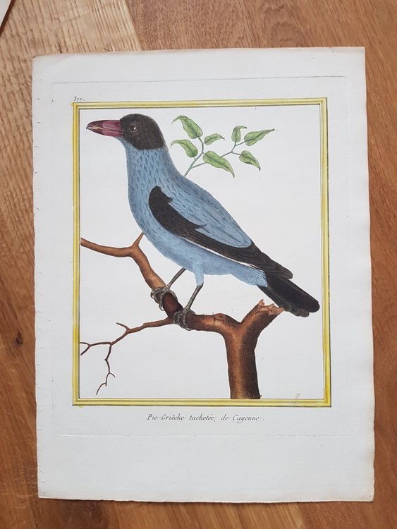 antikes Blatt Stich - Pie grieche tachetee de Cayenne Vogel (Gebraucht) in Walterswil BE für CHF ...