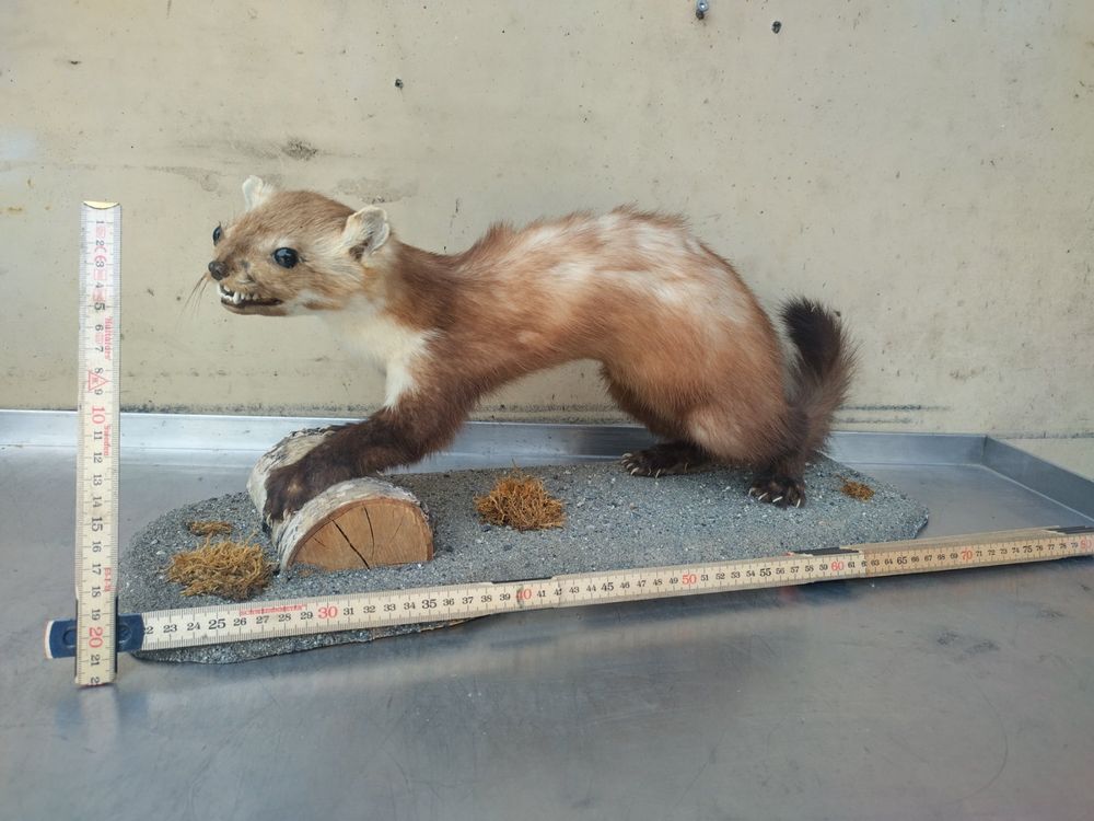 Präparierter Marder ab 1.- (Gebraucht) in Wettingen für CHF 45 – mit Lieferung auf Ricardo kaufen