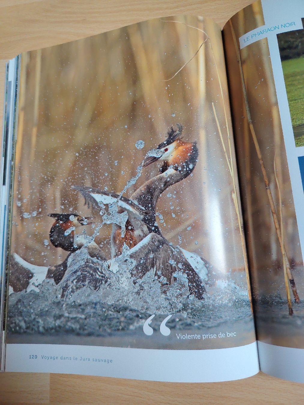 Voyage dans le Jura sauvage livre photo d'Alain Prêtre (Neu (gemäss ...