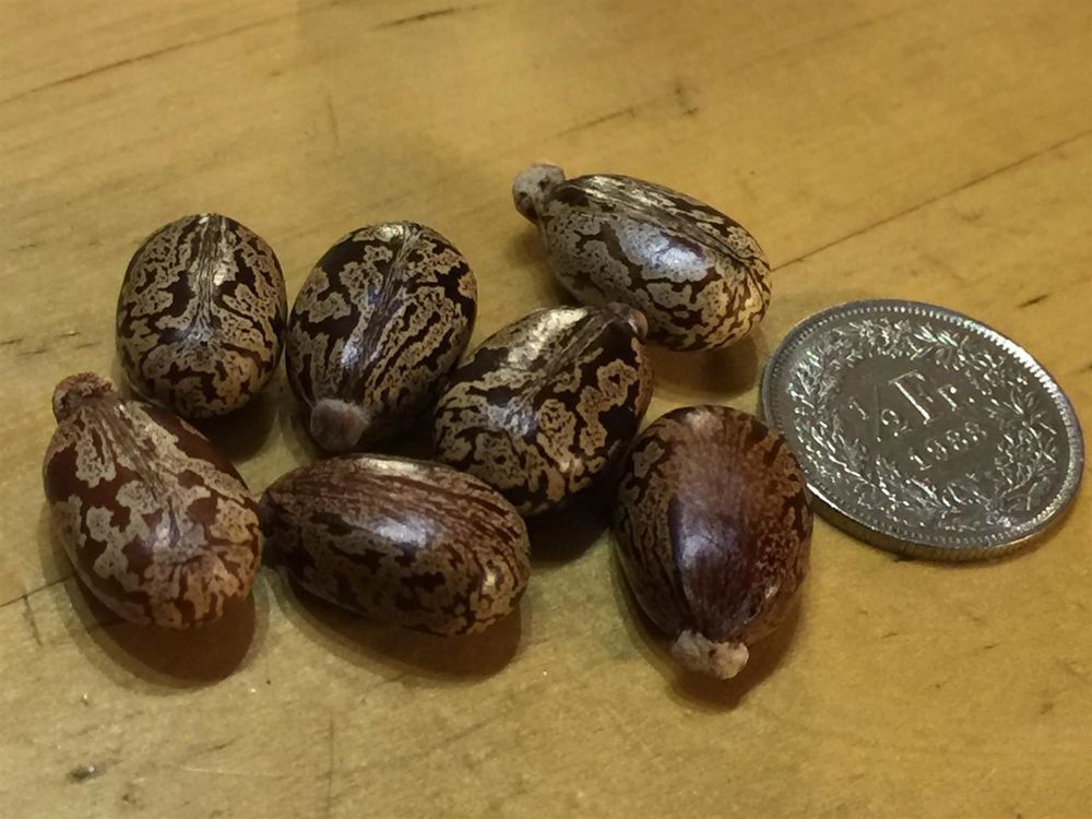 Rizinus communis Samen | Kaufen auf Ricardo