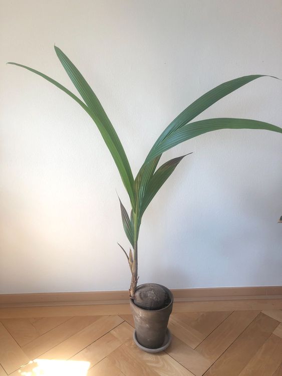 Kokospalme | Kaufen auf Ricardo